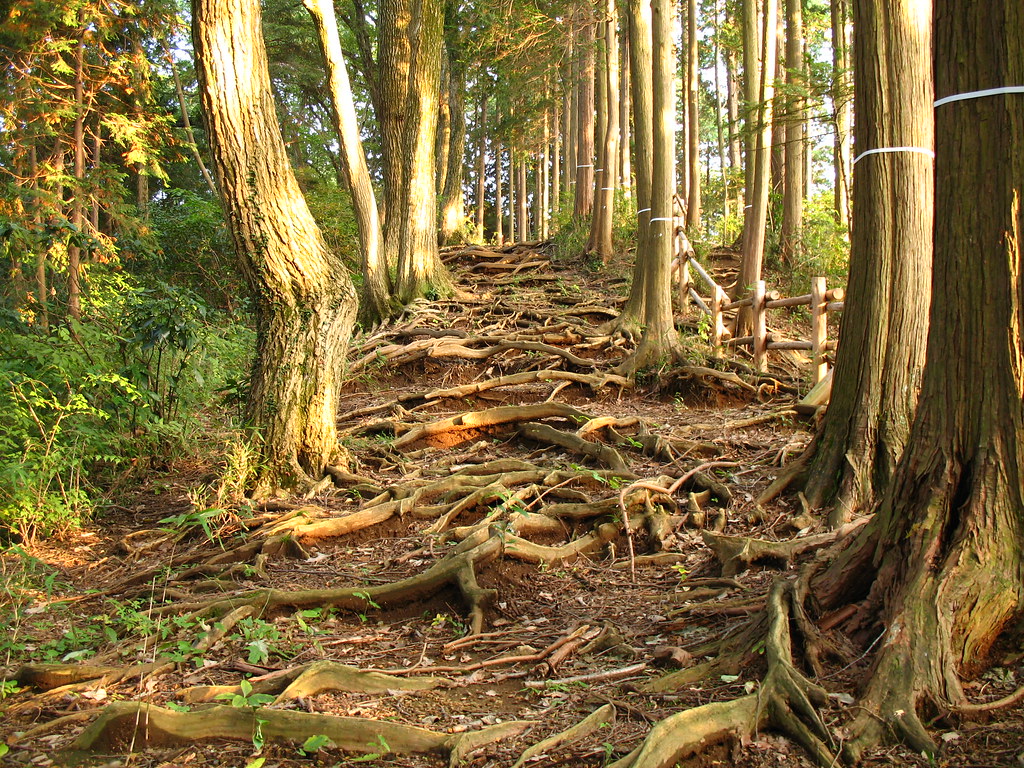 Conformation and Transformation: Two Ways of Thinking about the World ...