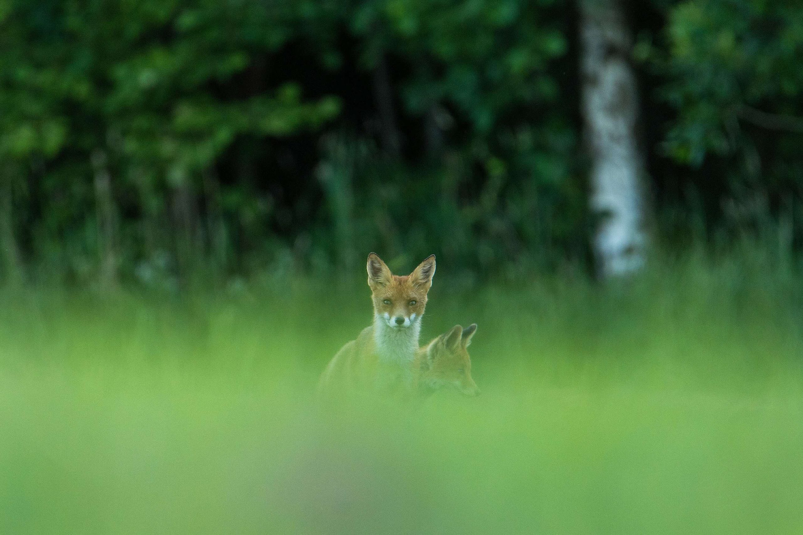 The Hypnotic Power of Animals - Counterpoint: Navigating Knowledge