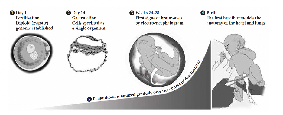 When Does an Individual Human Life Begin? Learning Science from ...