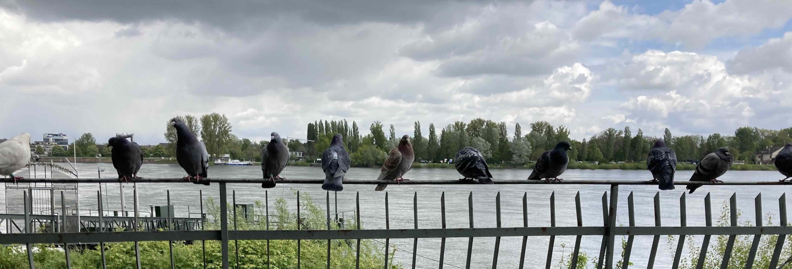 Introducing “Mitwelt” Ethics - Counterpoint: Navigating Knowledge