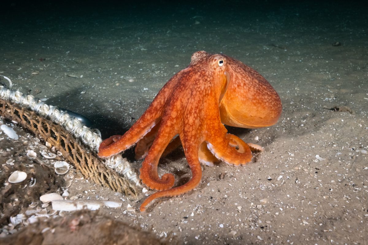 Doggerland Entanglements - Counterpoint: Navigating Knowledge